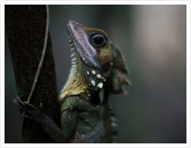 COEN Guesthouse - Cape York